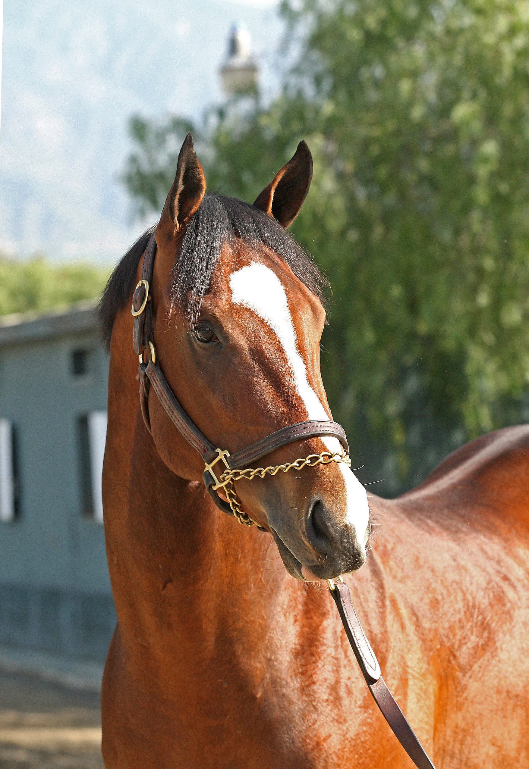 Worst Swayback Horse