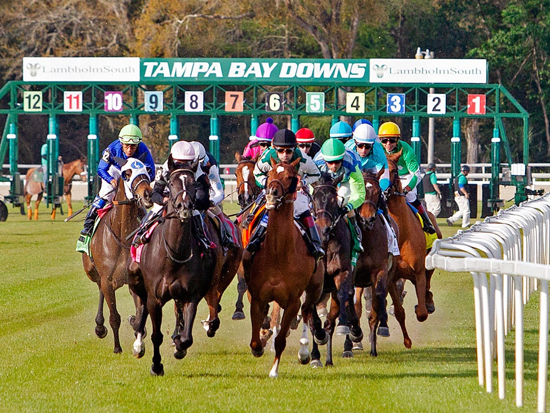 Tampa Bay Downs anuncia que abrirá sus puertas al público para su ...