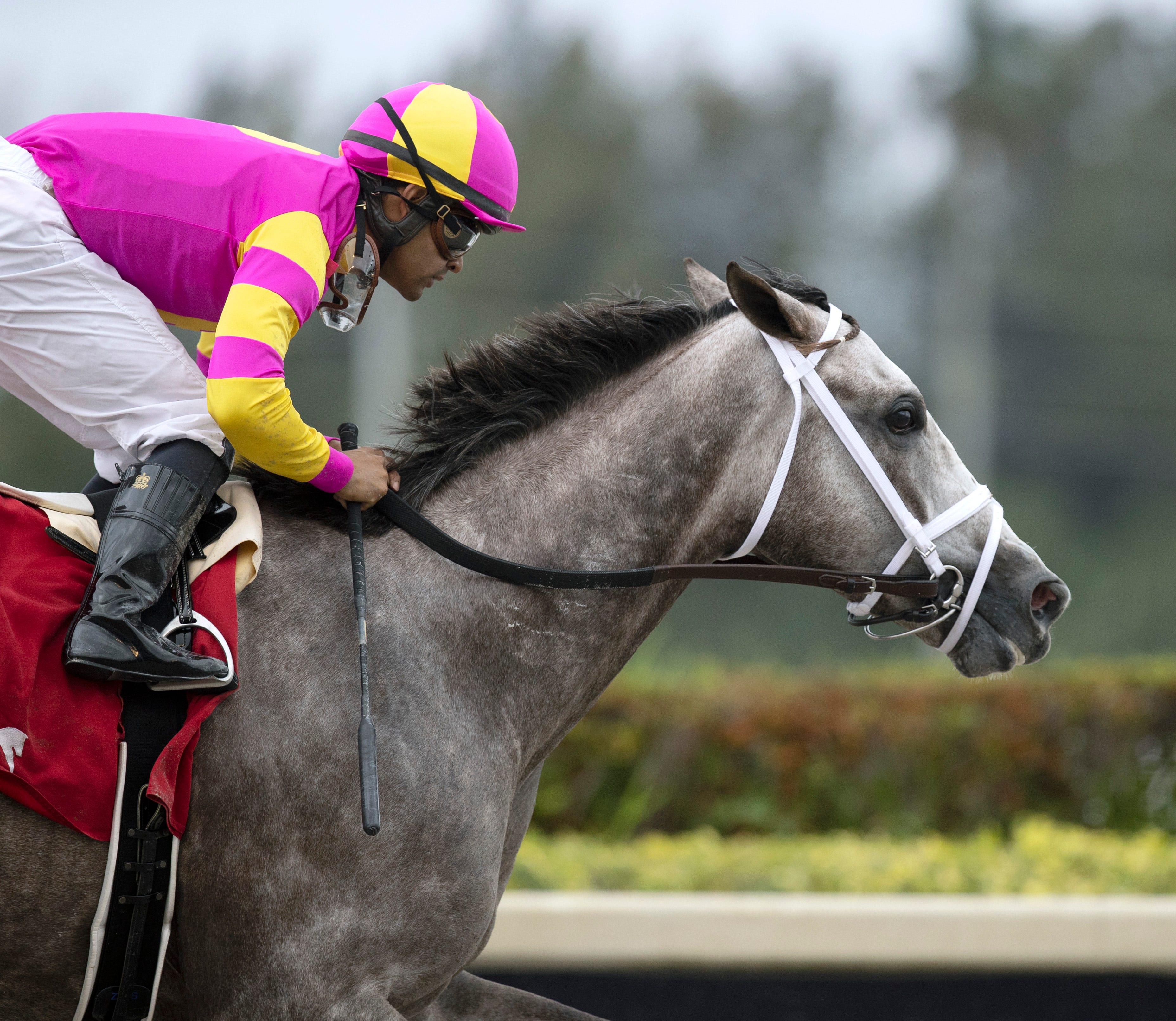 2023 Kentucky Derby pedigree profile: Tapit Trice
