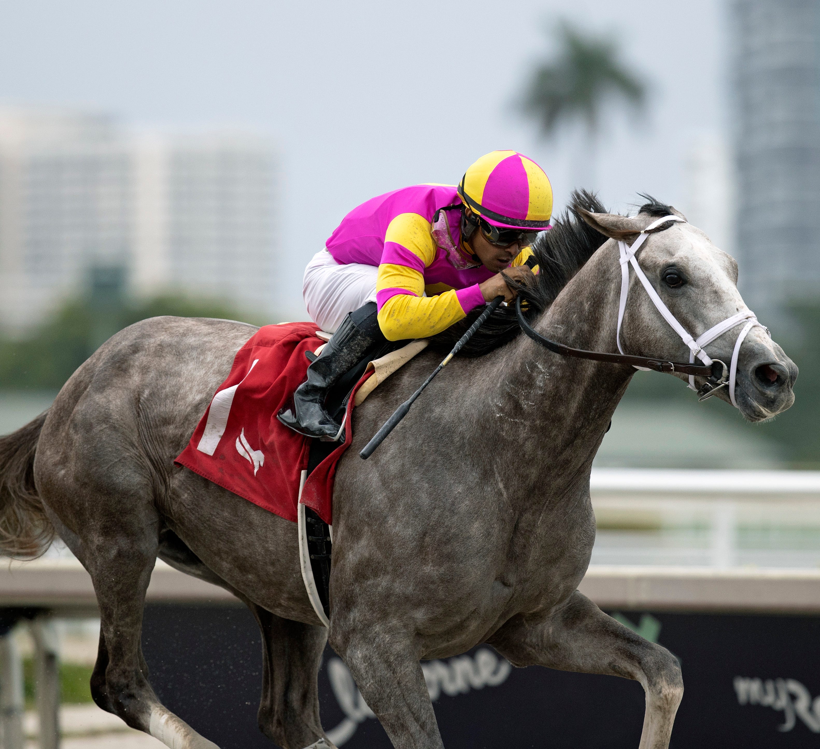 Pletcher sending Tapit Trice in bid for sixth Tampa Bay Derby win