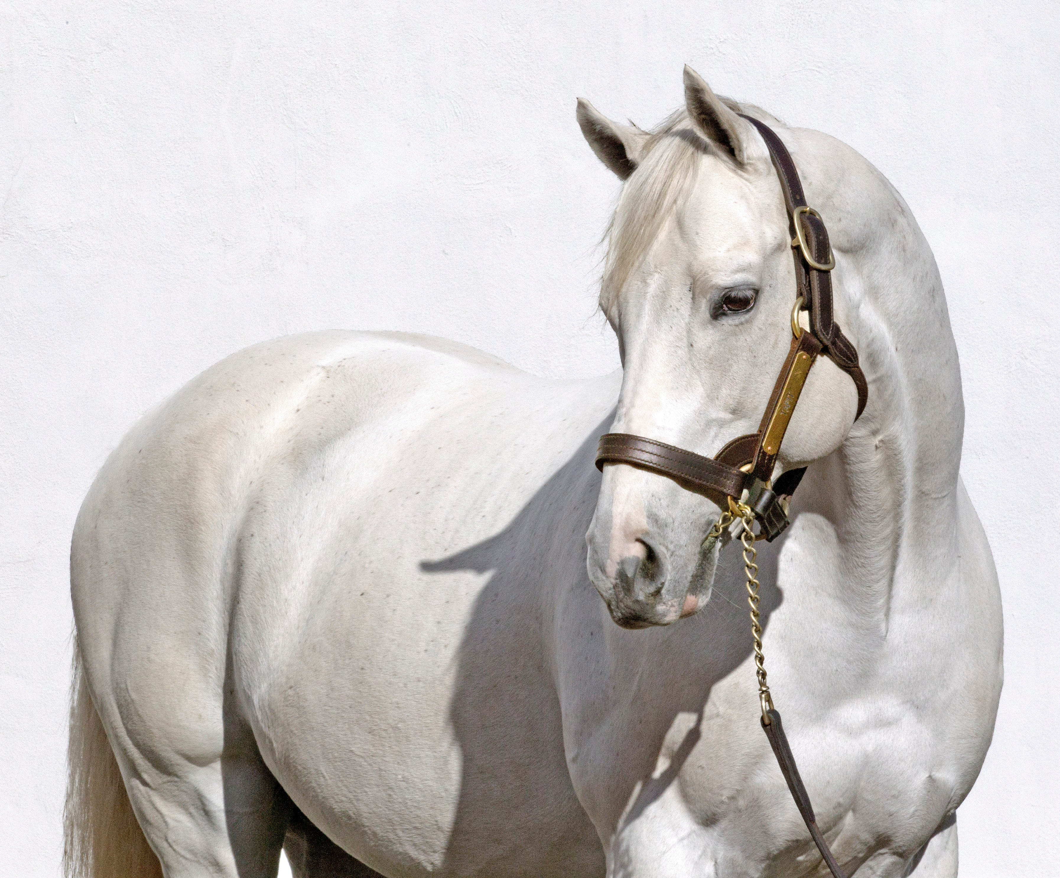 Tapit in familiar spot atop sires list