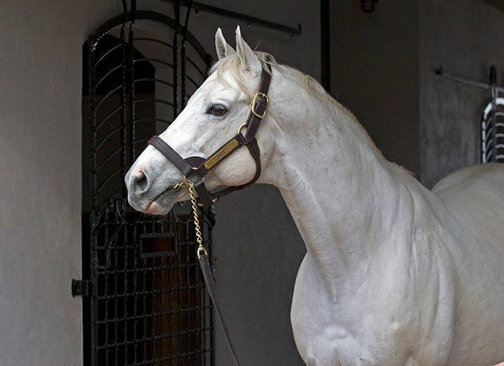 Sire Tapit having strong year