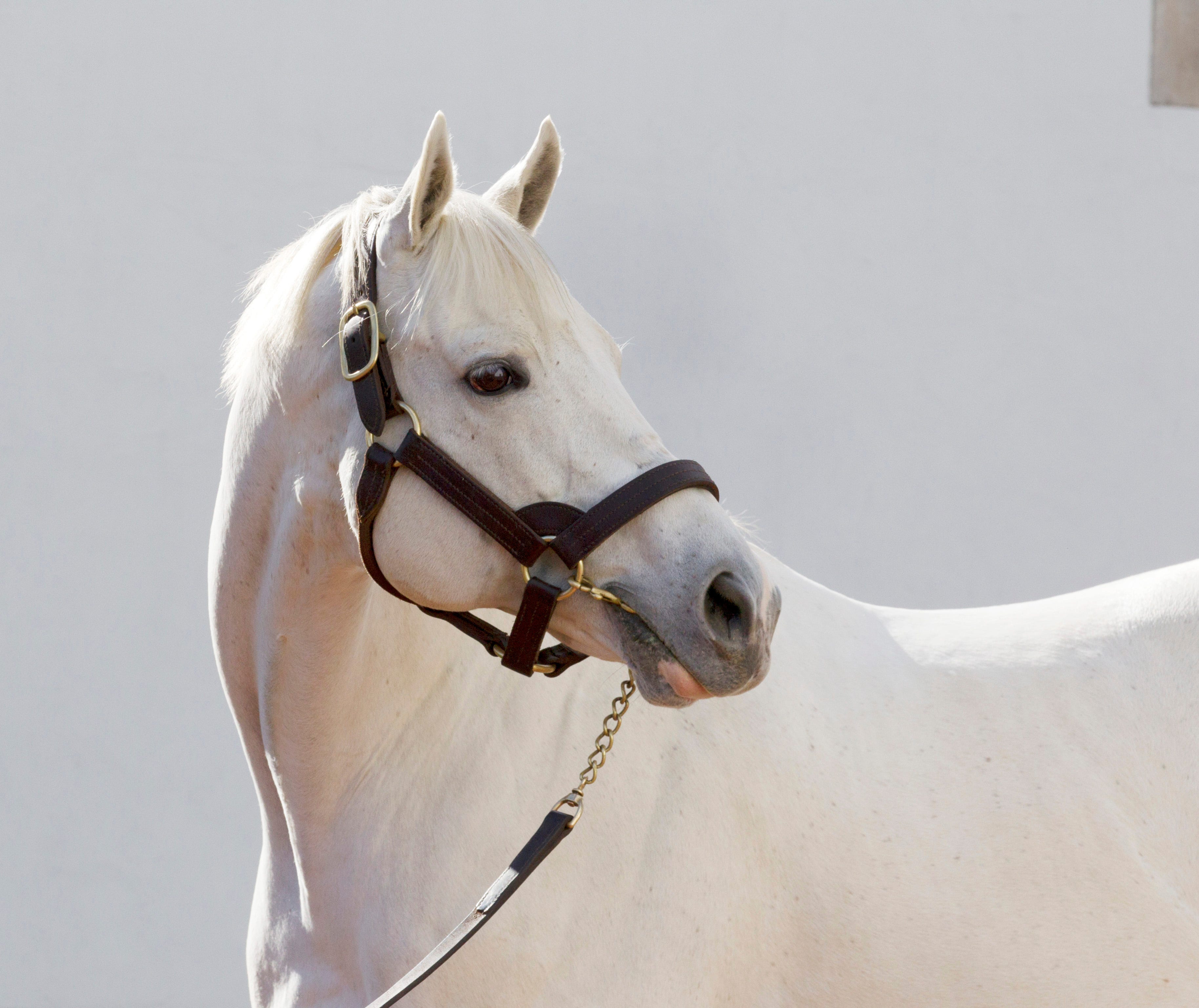 Tapit's stud fee reduced to $225,000