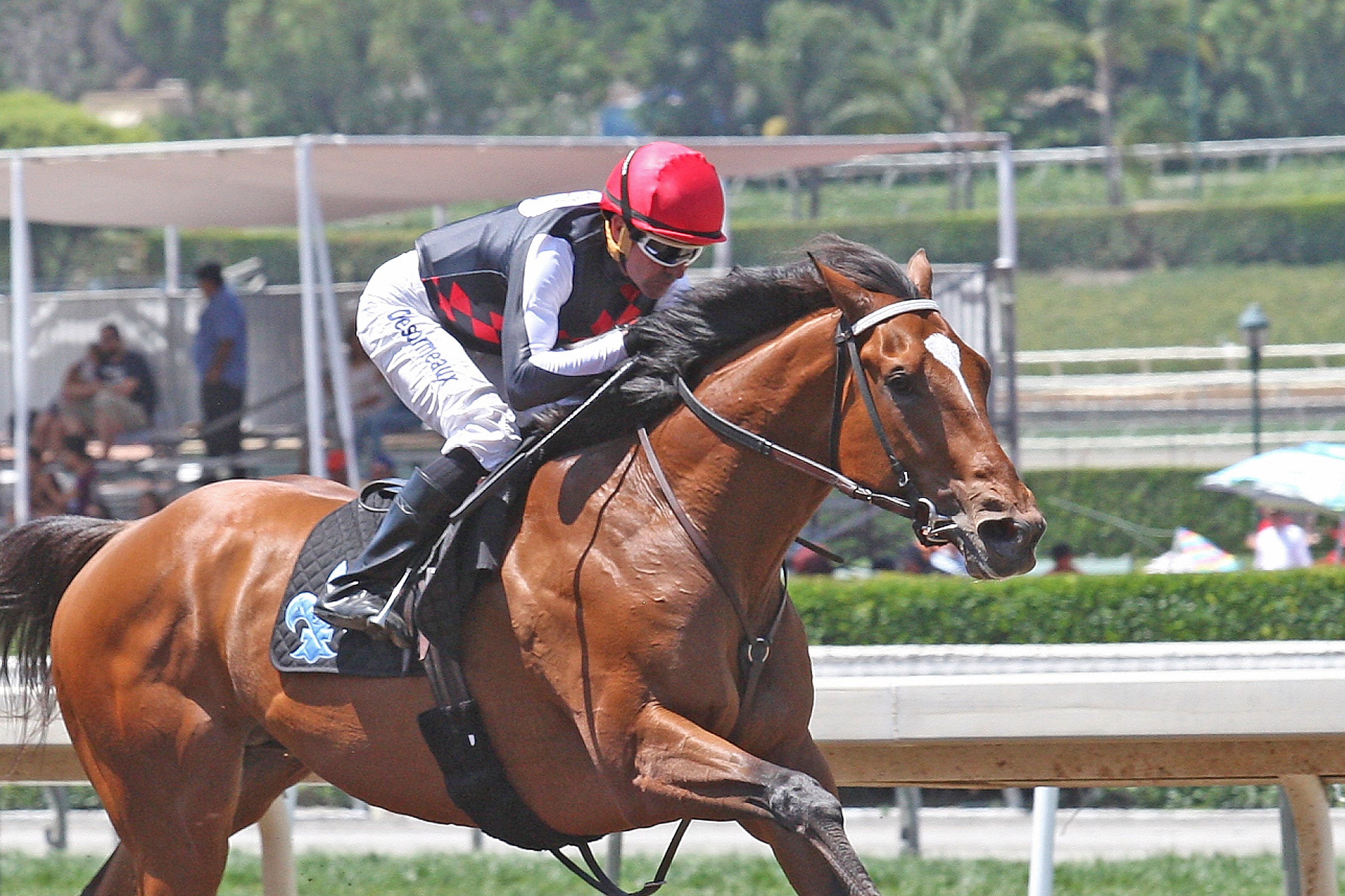 Texas Red set to revive campaign in Dwyer