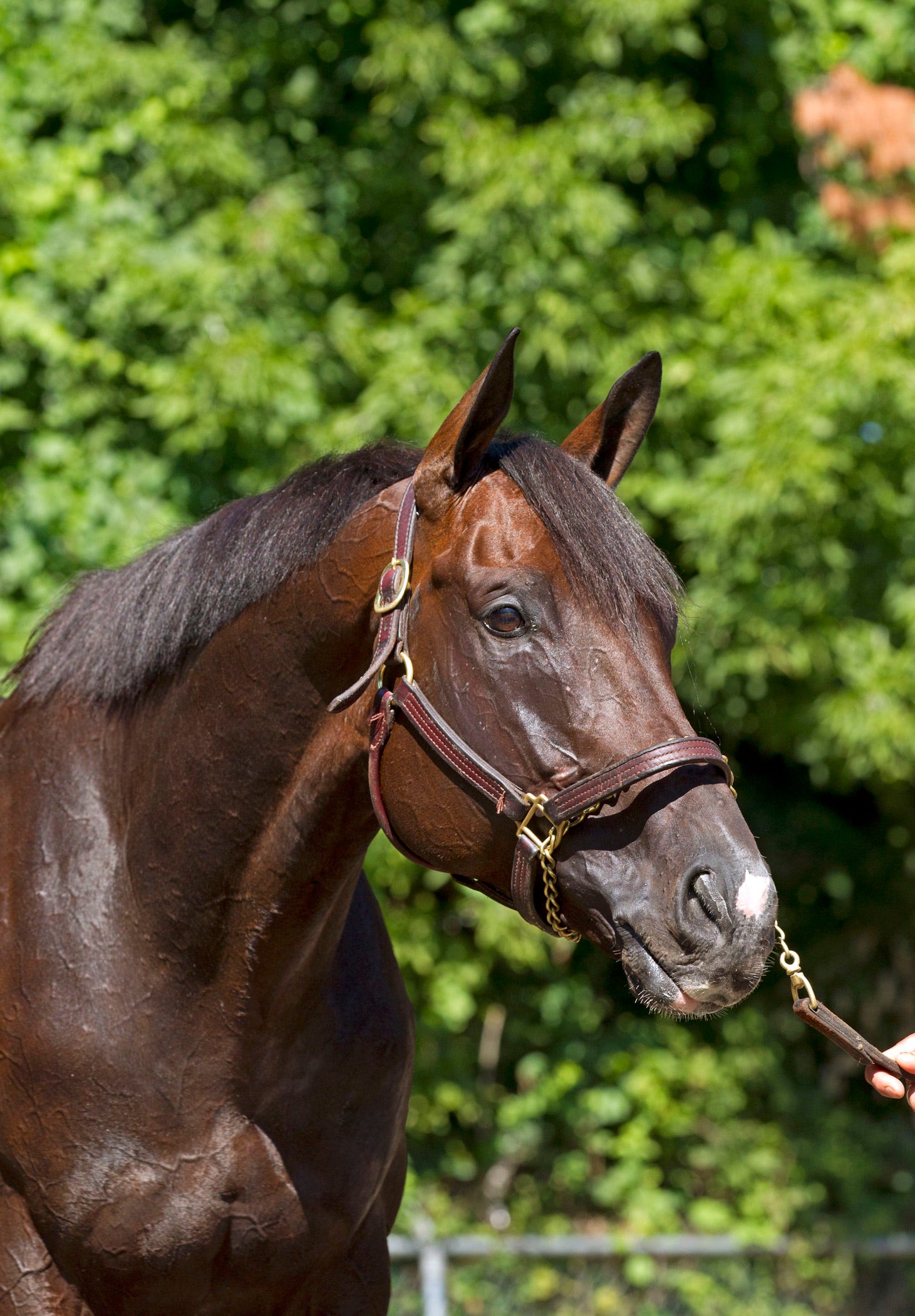 Grade 1 winners Tizway, Archarcharch sold to stand in Korea