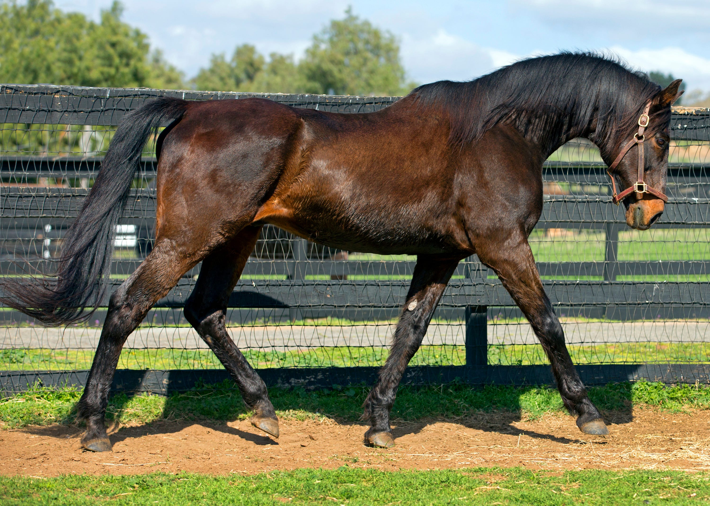 Turkoman, at 31, still spry - and not forgotten