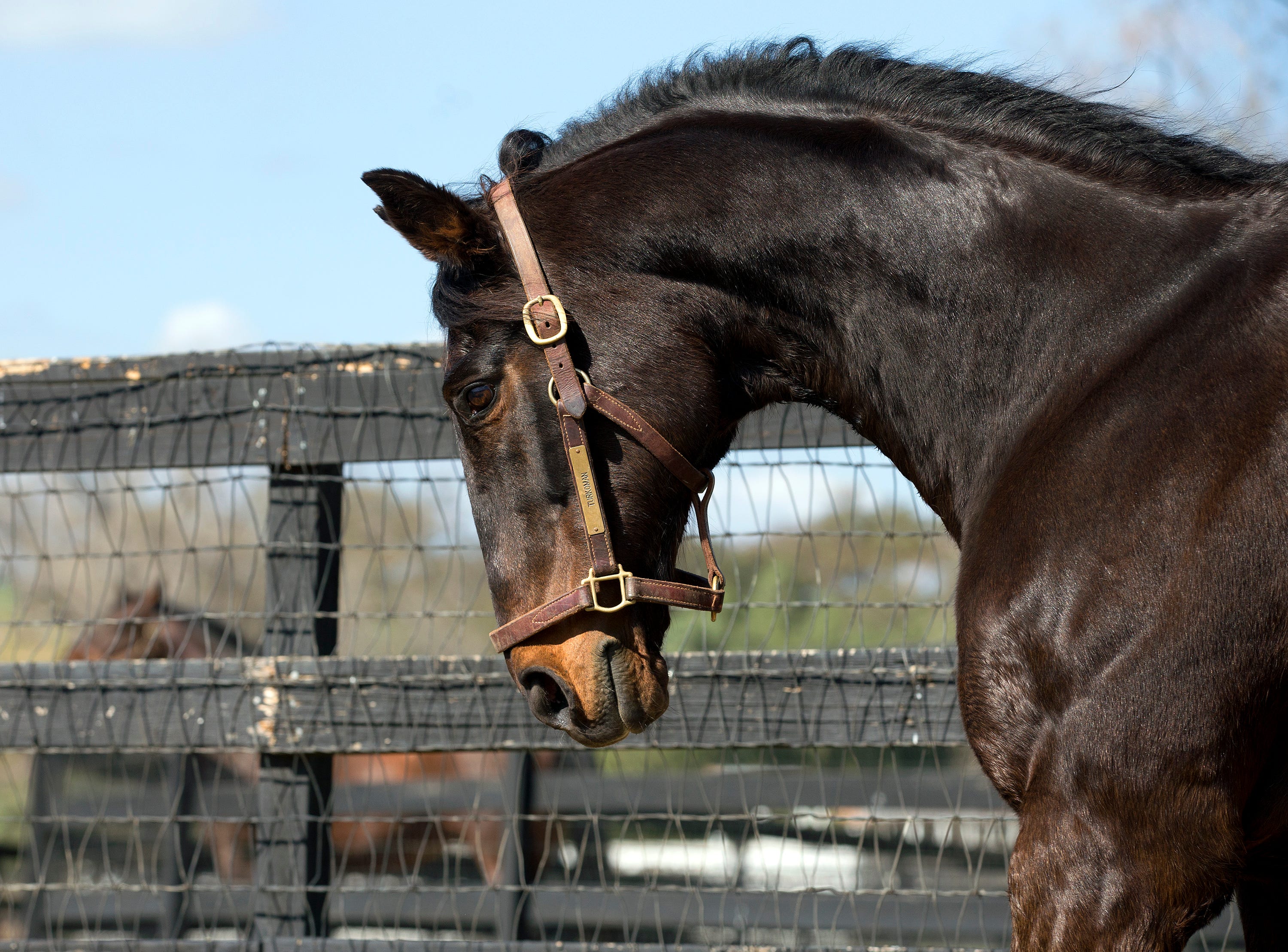 Turkoman Horse