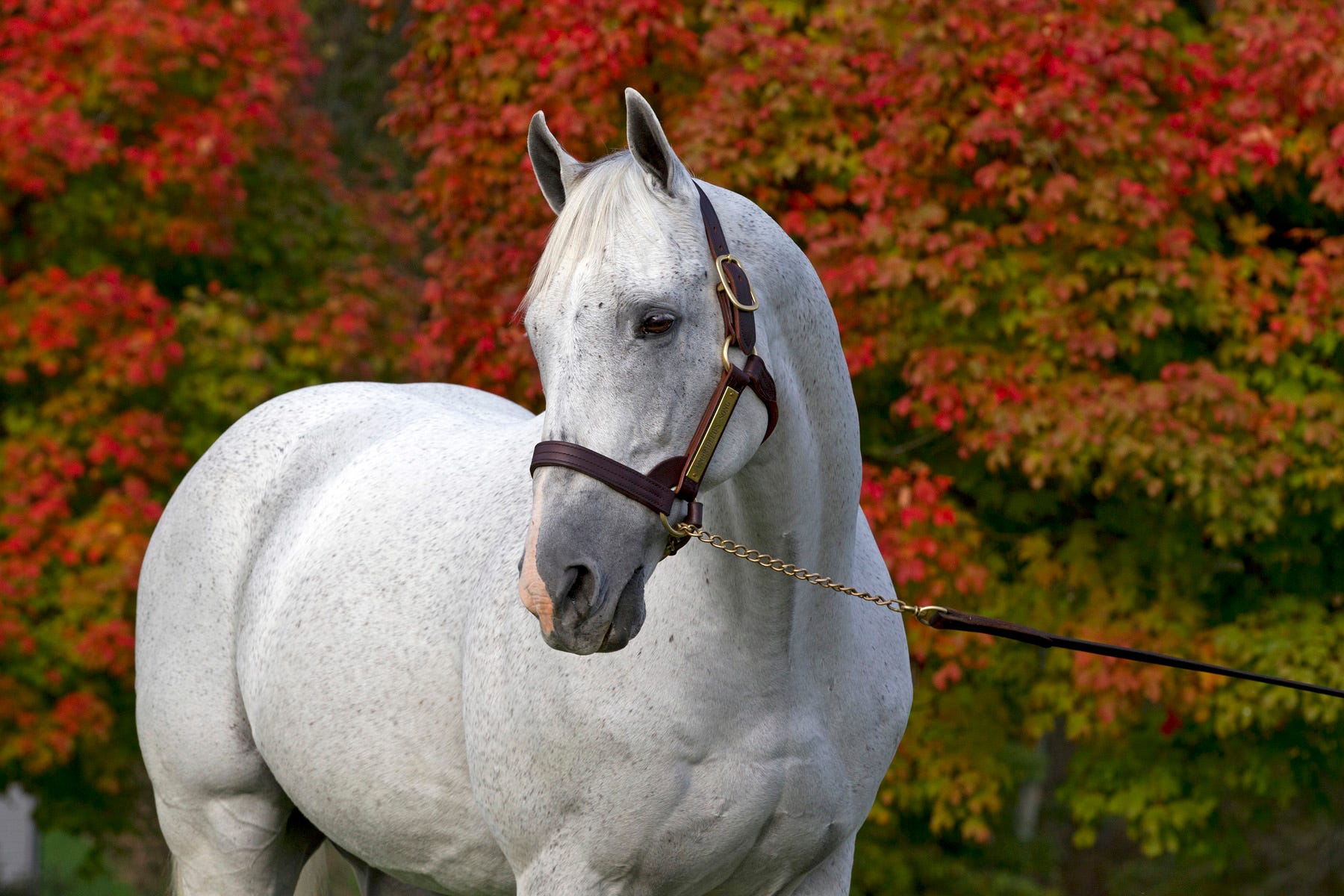Unbridled's Song, Grade 1 winner and prominent sire, dead at 20