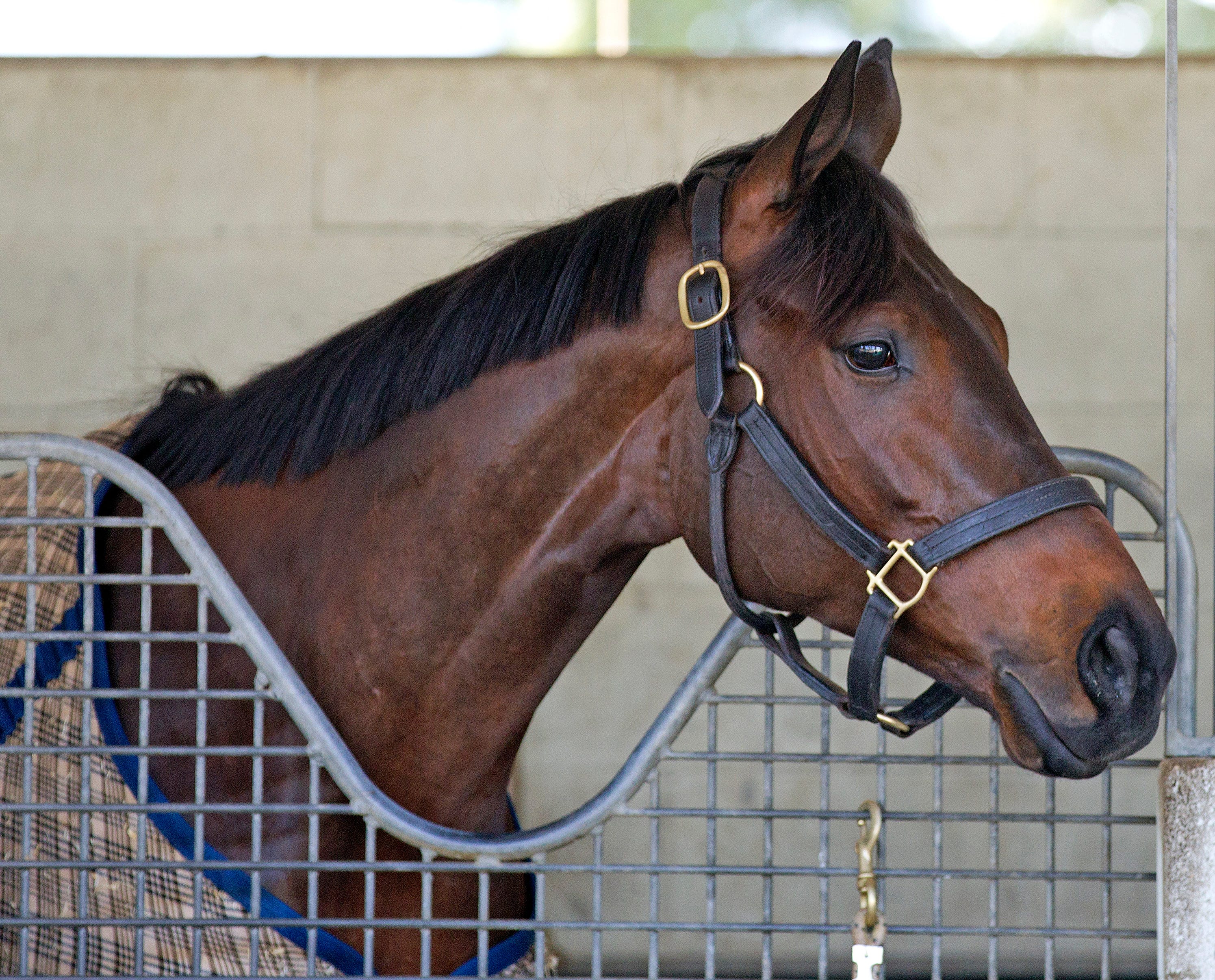 Field favored over Uncle Mo in Kentucky Derby Future Wager Pool 1