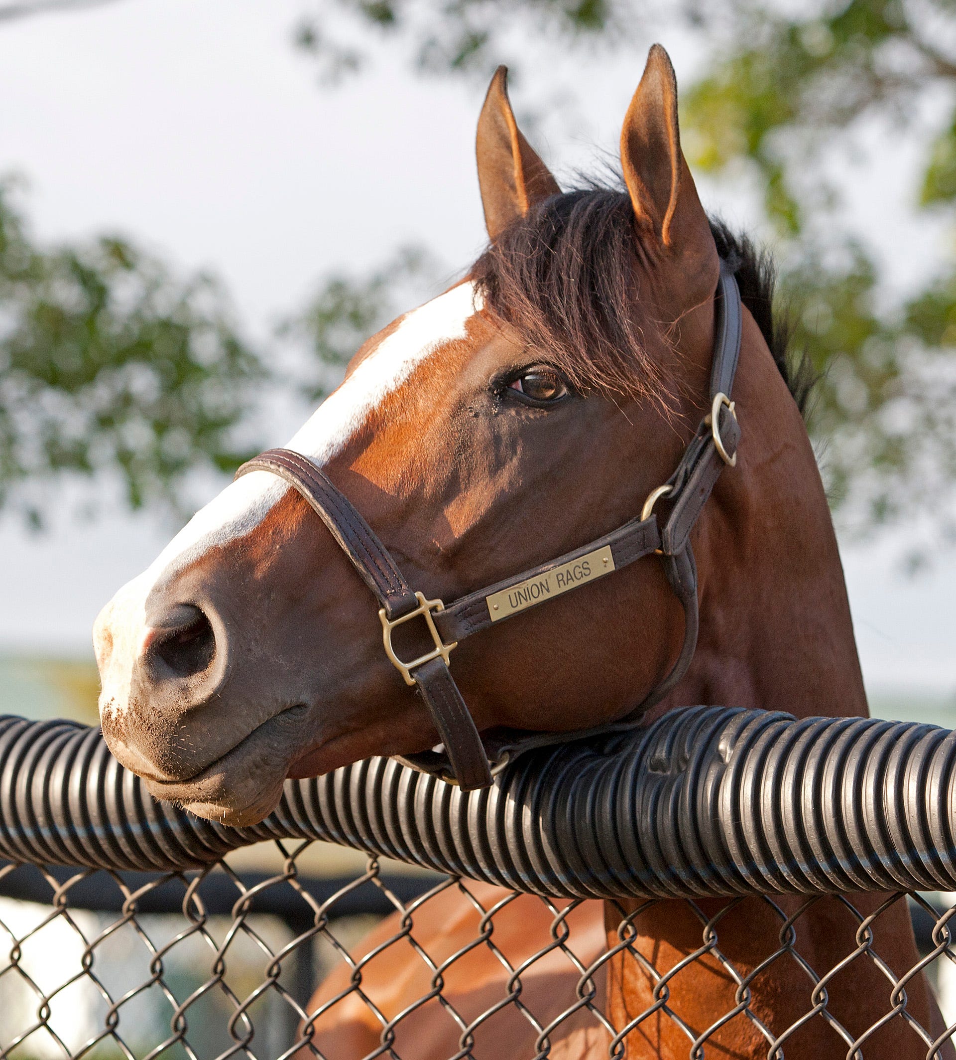 Kentucky Derby: Union Rags puts in final Florida work; heading to ...