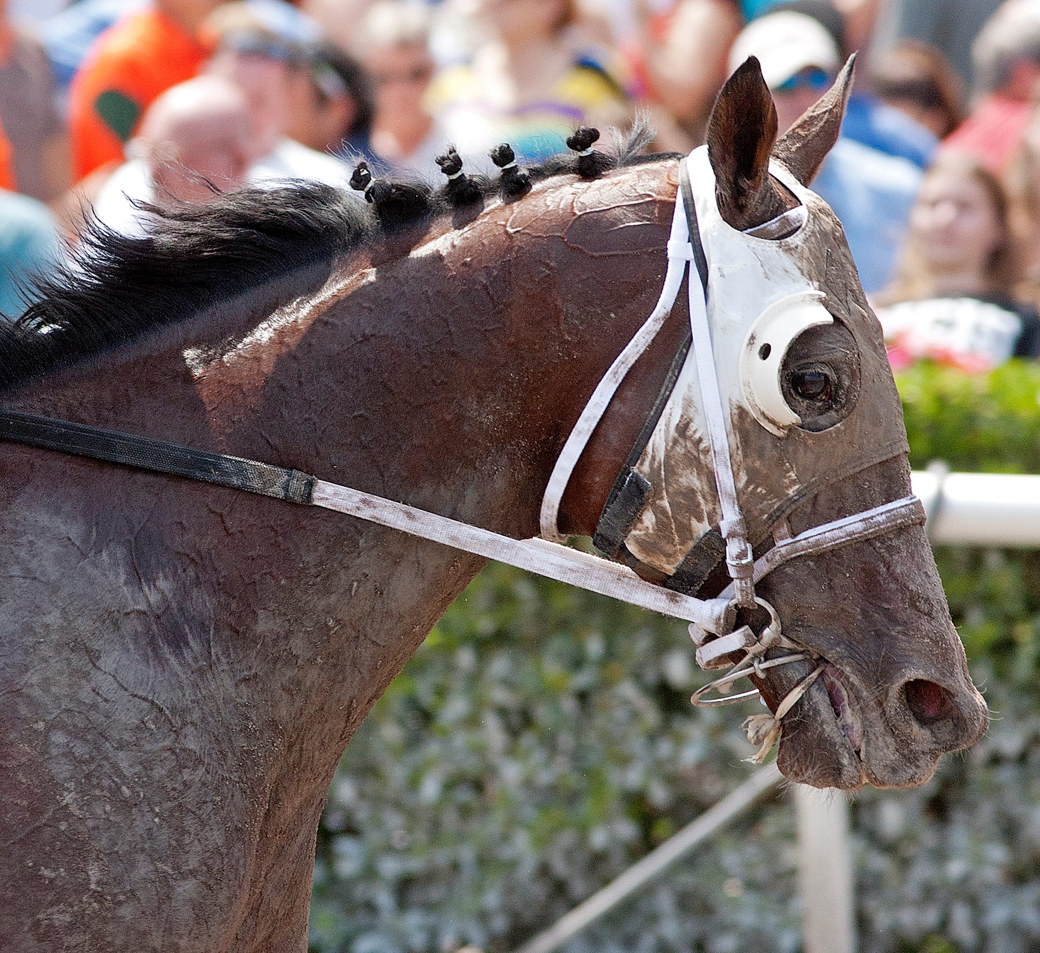 Calder: Where’s Sterling looks to rebound in Memorial Day Handicap