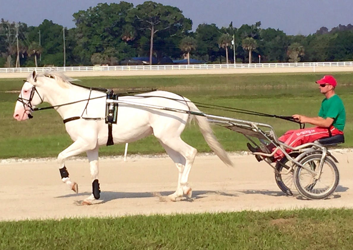 Harness: White Bliss to be bred to trotting mares in 2016