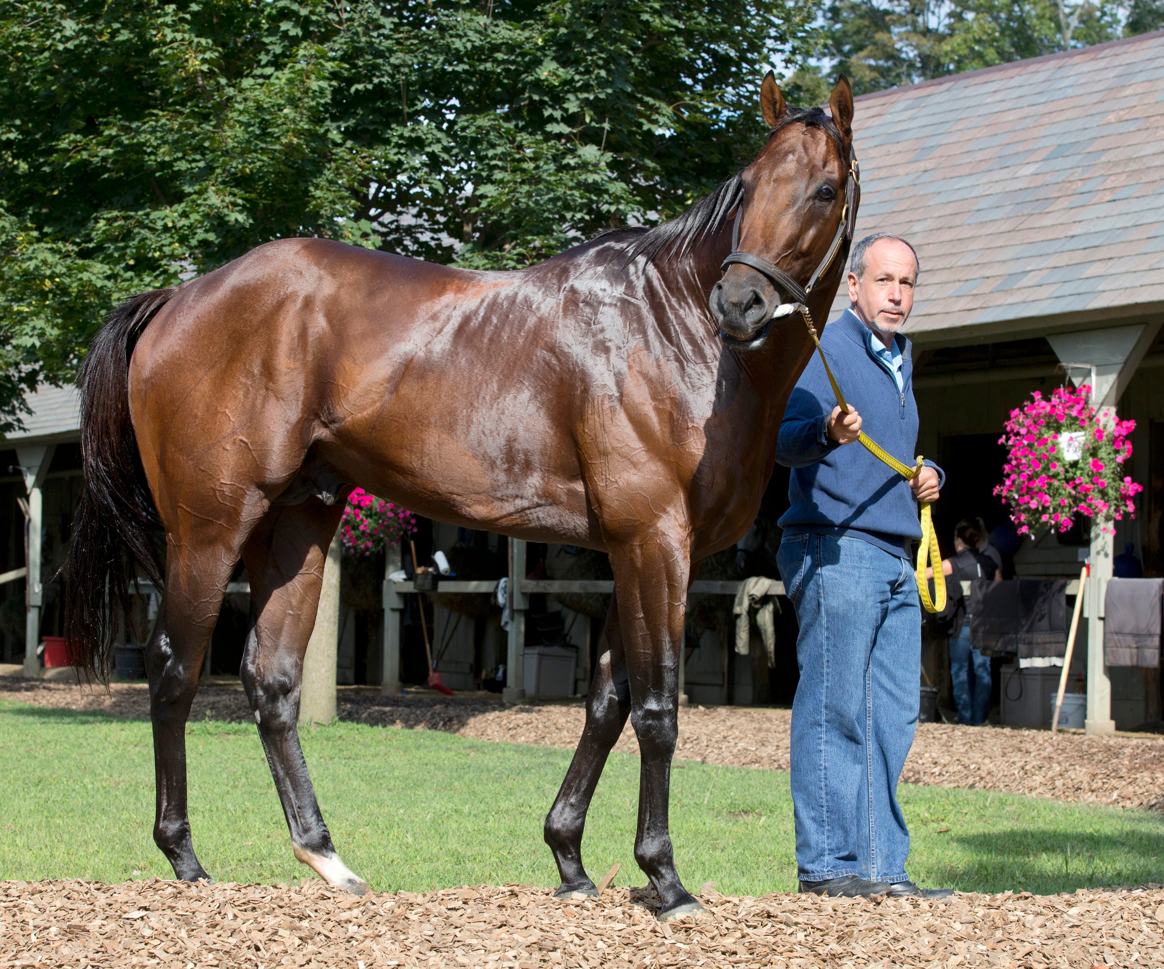 Grade 2 winner Wildcat Red goes for $45,000 at Keeneland November