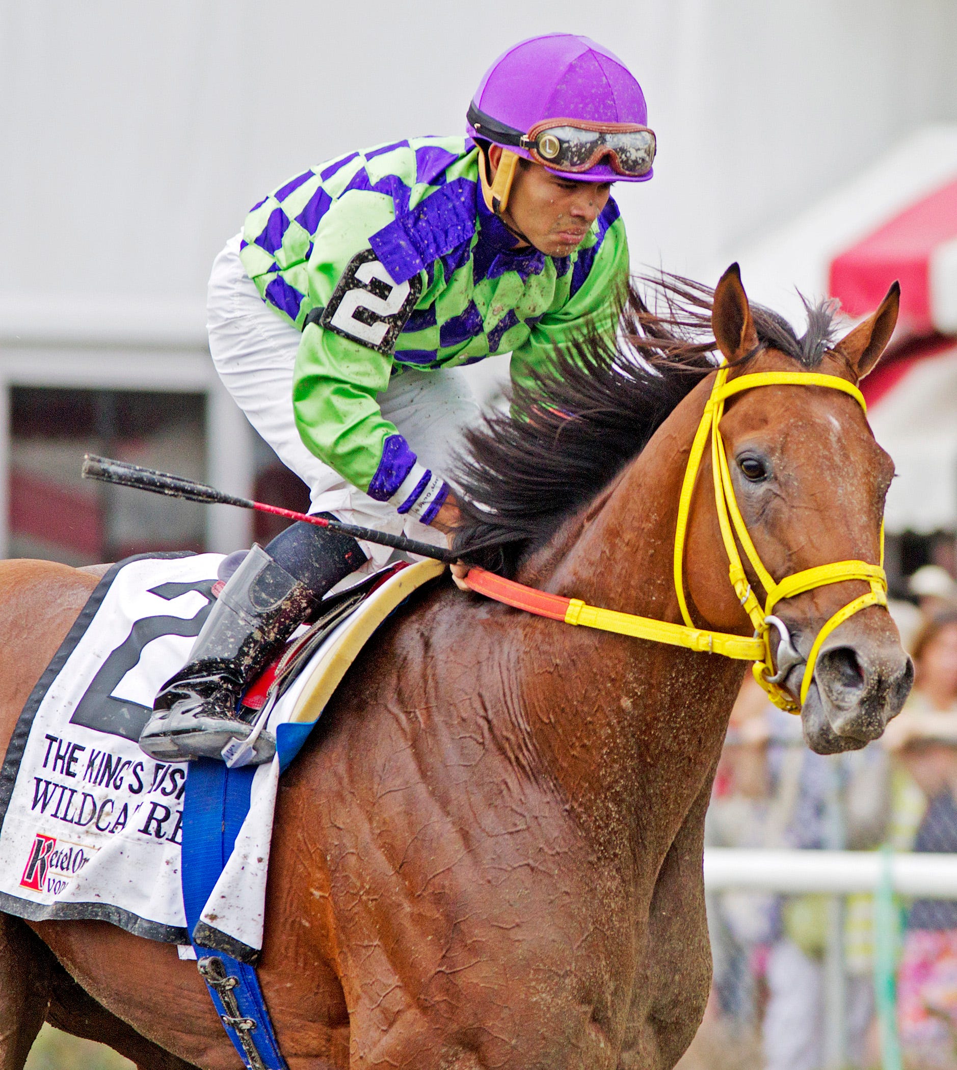 Sunshine Millions Classic still in plans for Wildcat Red