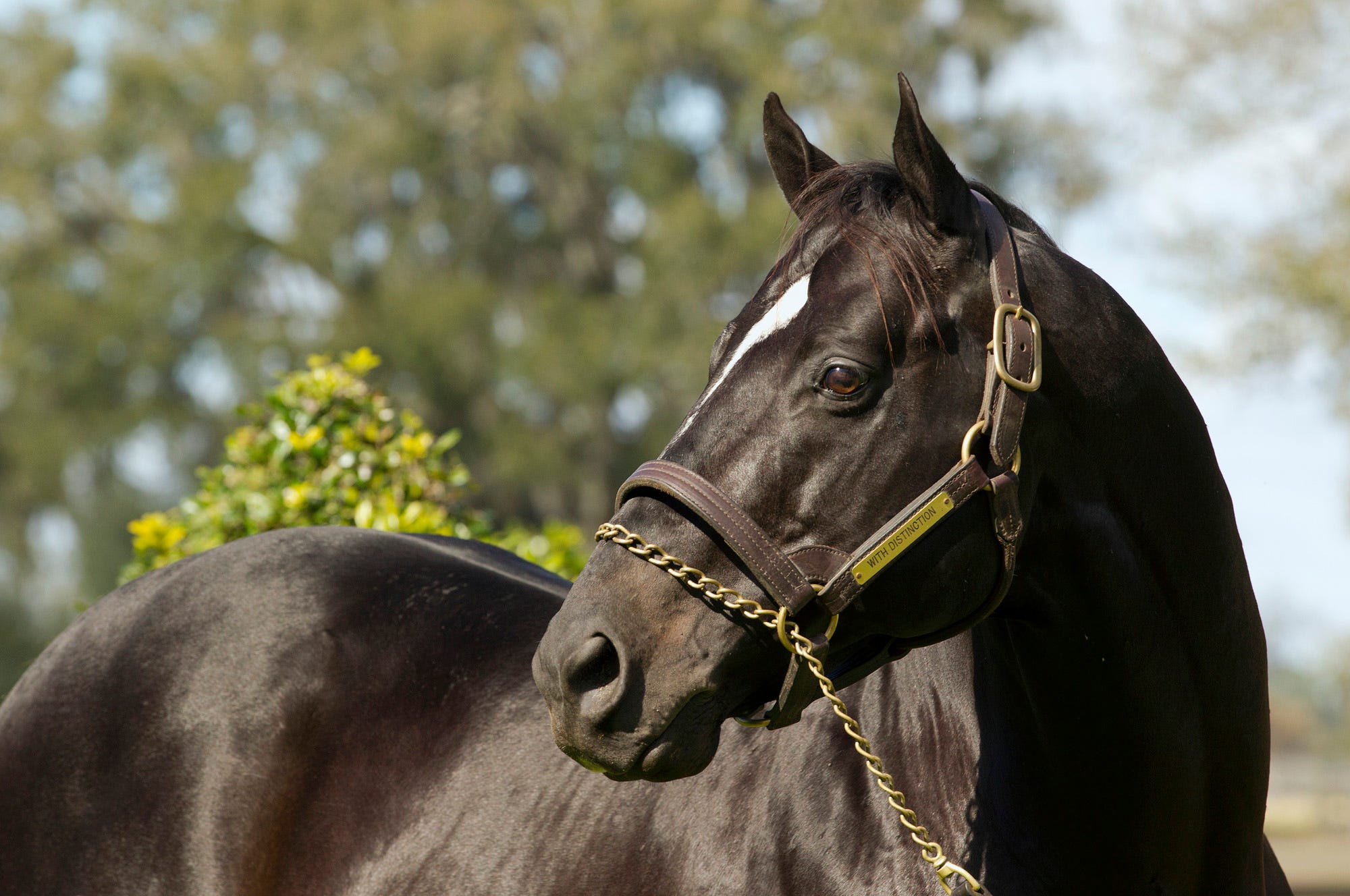 Florida Stallions 2015: Leading sires, statistics, regional coverage, more