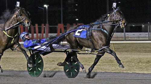 Harness: The enduring speed of Standardbreds