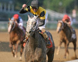 Flashy Bull came, saw, and conquered