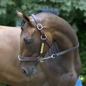 Big star enlivens small track