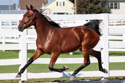 Harness: High hopes heading into Standardbred Horse Sale