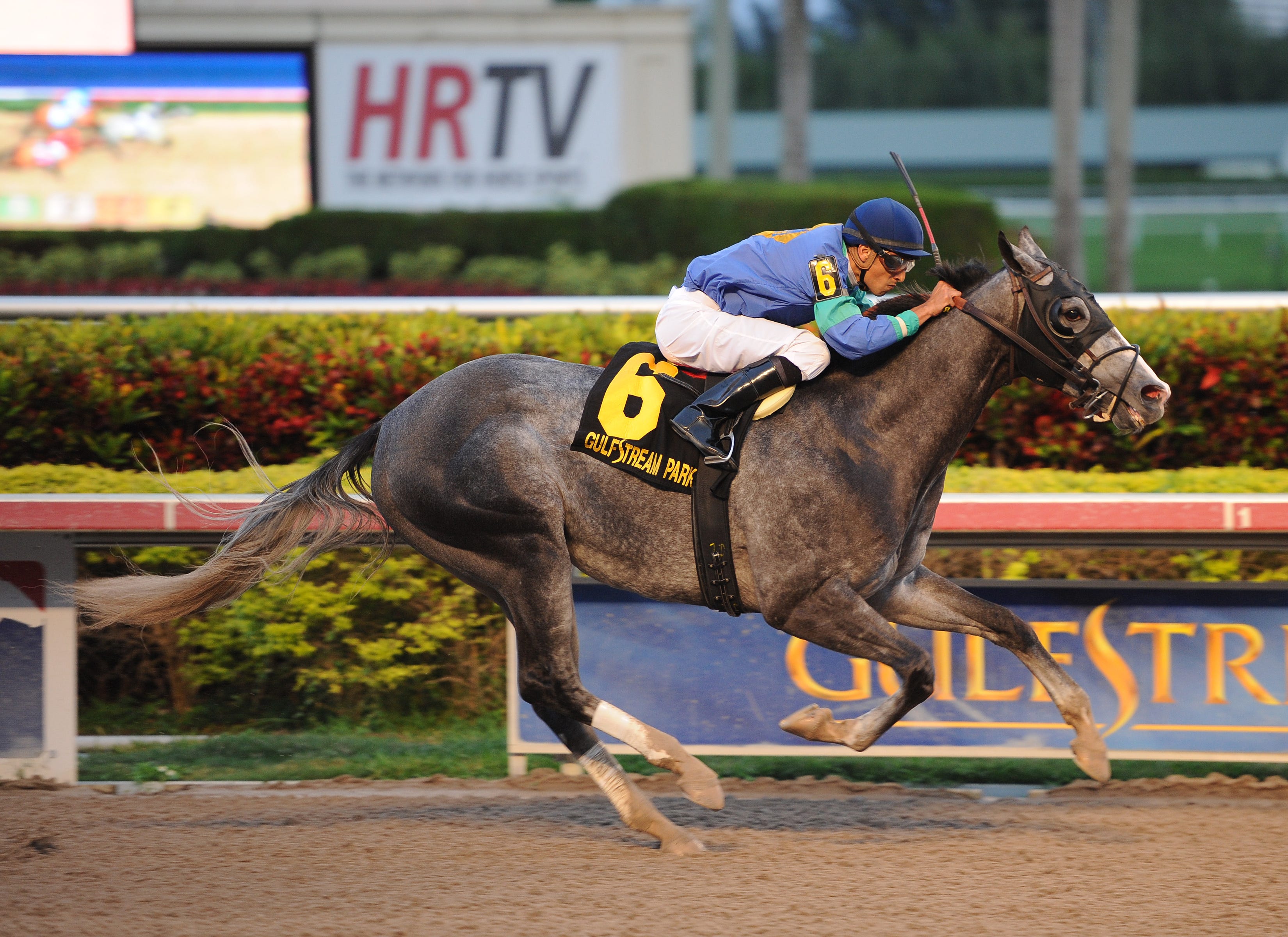 Byron King: Singanothersong too sharp for Gulfstream Park Sprint foes