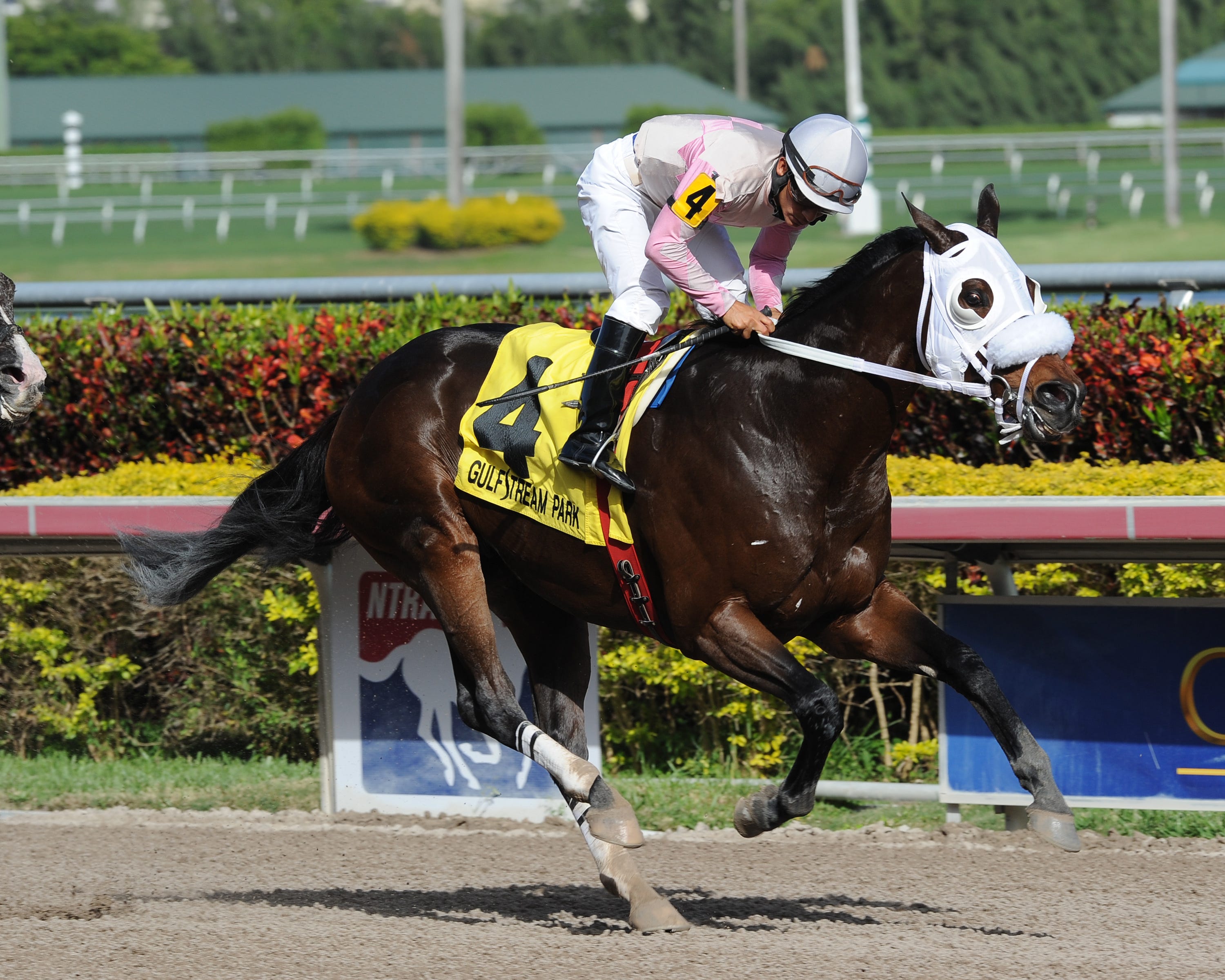 Gulfstream Park: Star Harbour back on short rest in Mr. Prospector