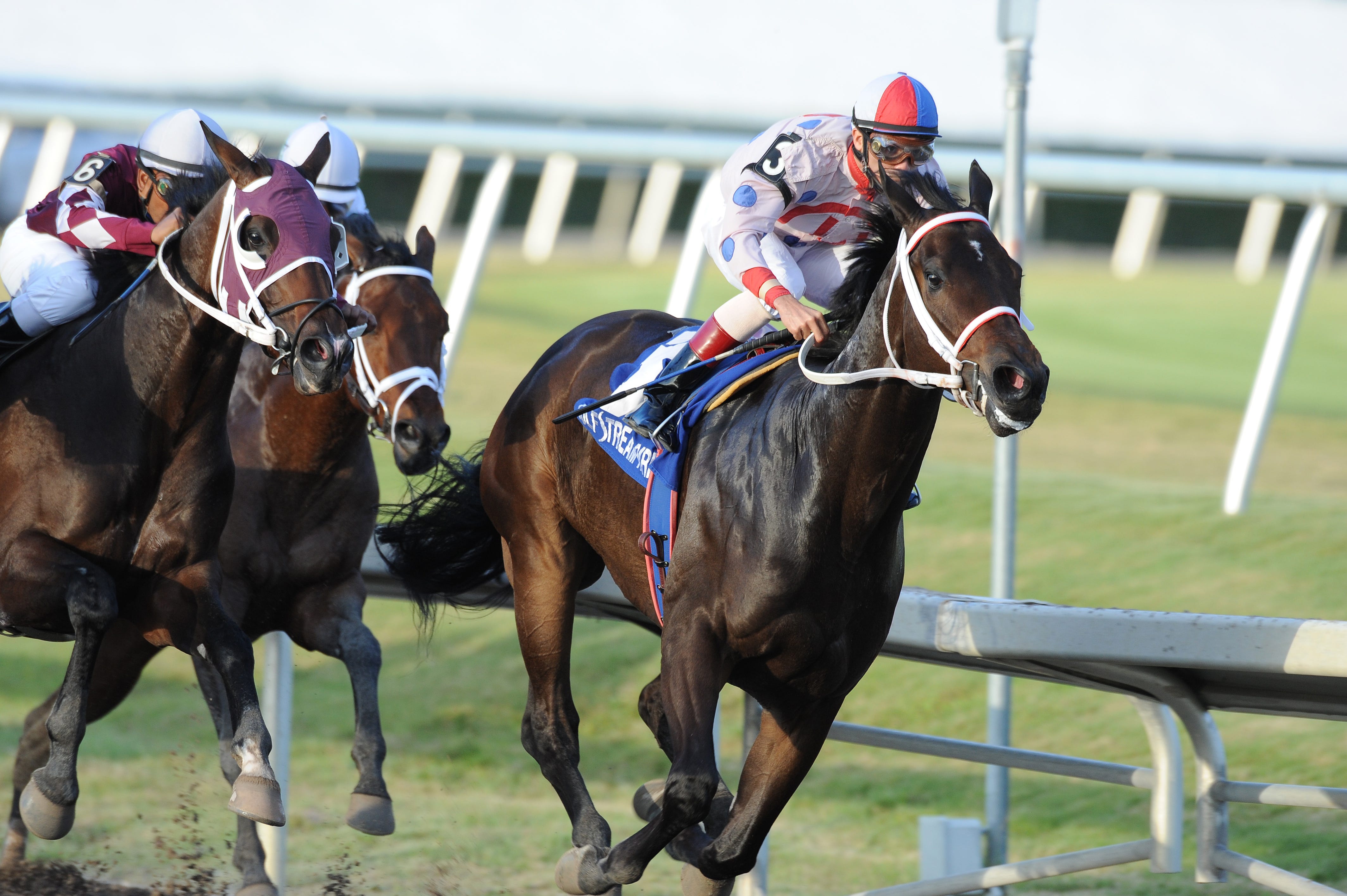Gulfstream Park Handicap: Tackleberry keeps rolling