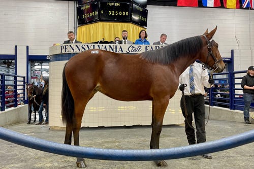 Harness: Volcanic Blue Chip fronts the field on day two of Standardbred ...