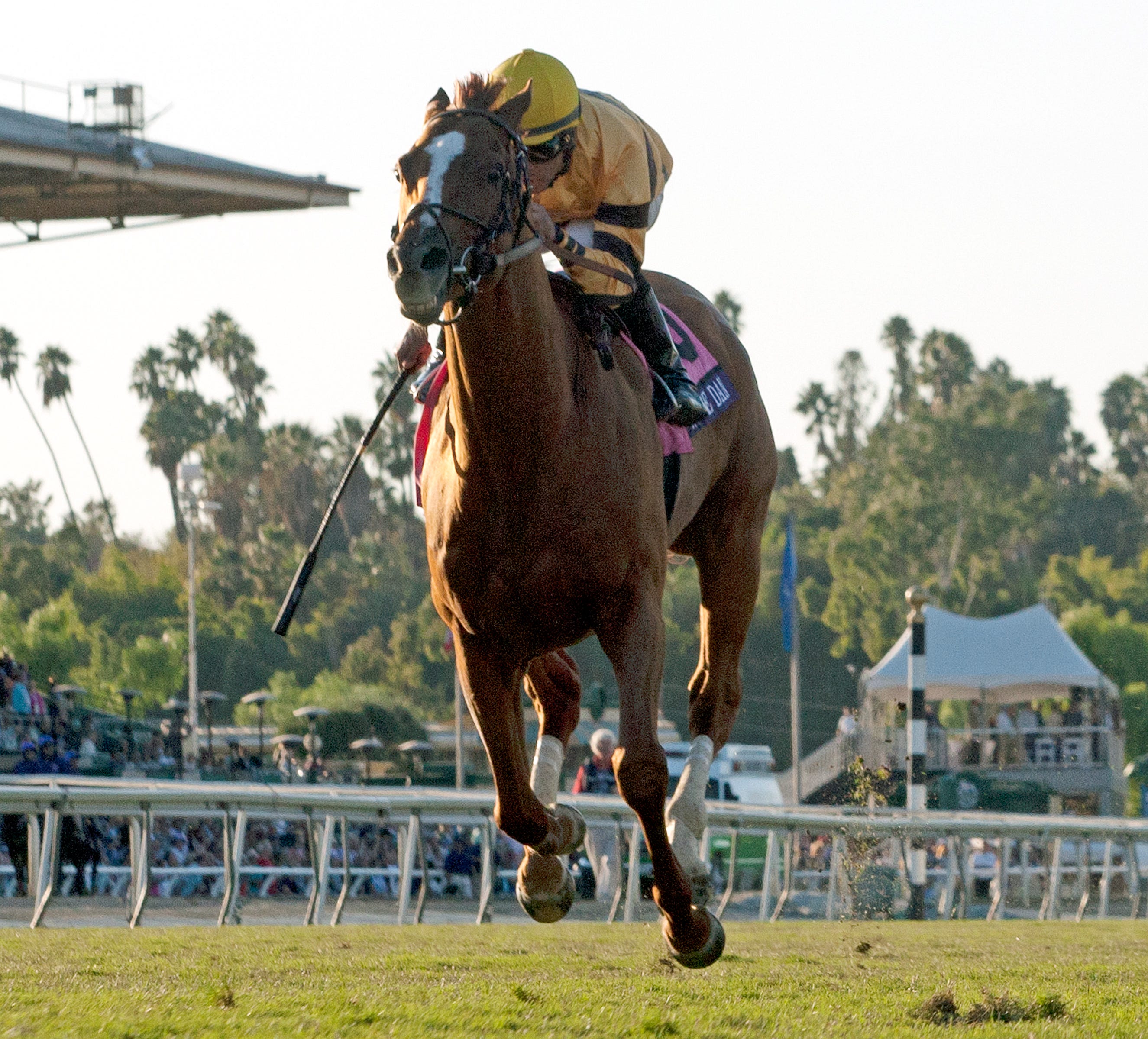 Wise Dan emerges from Breeders' Cup as Horse of the Year front-runner