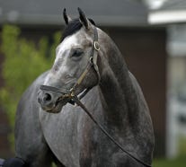 Patience helped get Arcangelo to Belmont Stakes