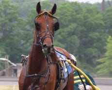 Harness: Another six winners for Ron Burke at Gaitway Farm