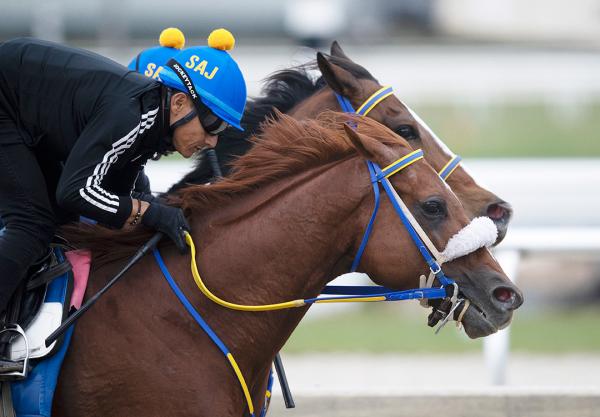 Fast work by Drain the Clock removes any doubt about trip to Dubai