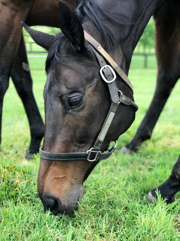 Quick Temper takes winding route to star mare status