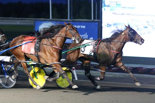 Harness: Treacherous Dragon, Wickedly Innocent now with Nancy Takter