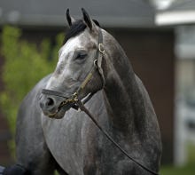 Belmont Stakes 2023, Daily Racing Form